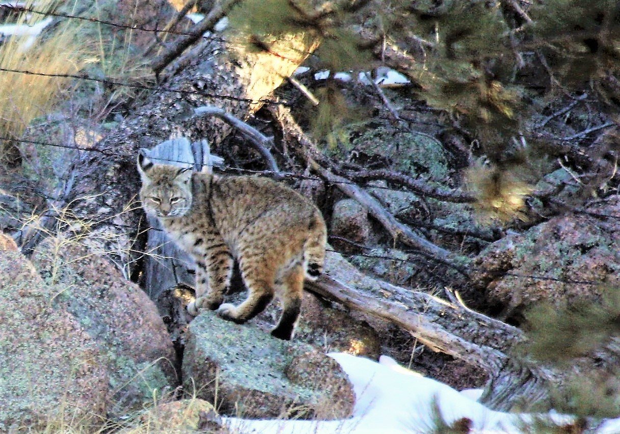 Bobcat Boogaloo – Joanne Kennedy Books