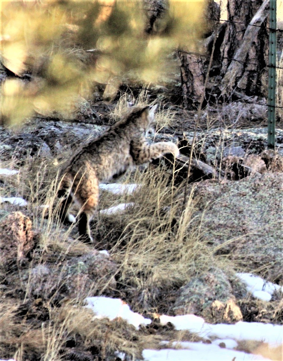 Bobcat Boogaloo – Joanne Kennedy Books